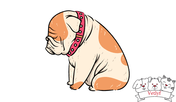 Dog Jaundice: Signs, Causes & Treatment Explained | Vetlyf