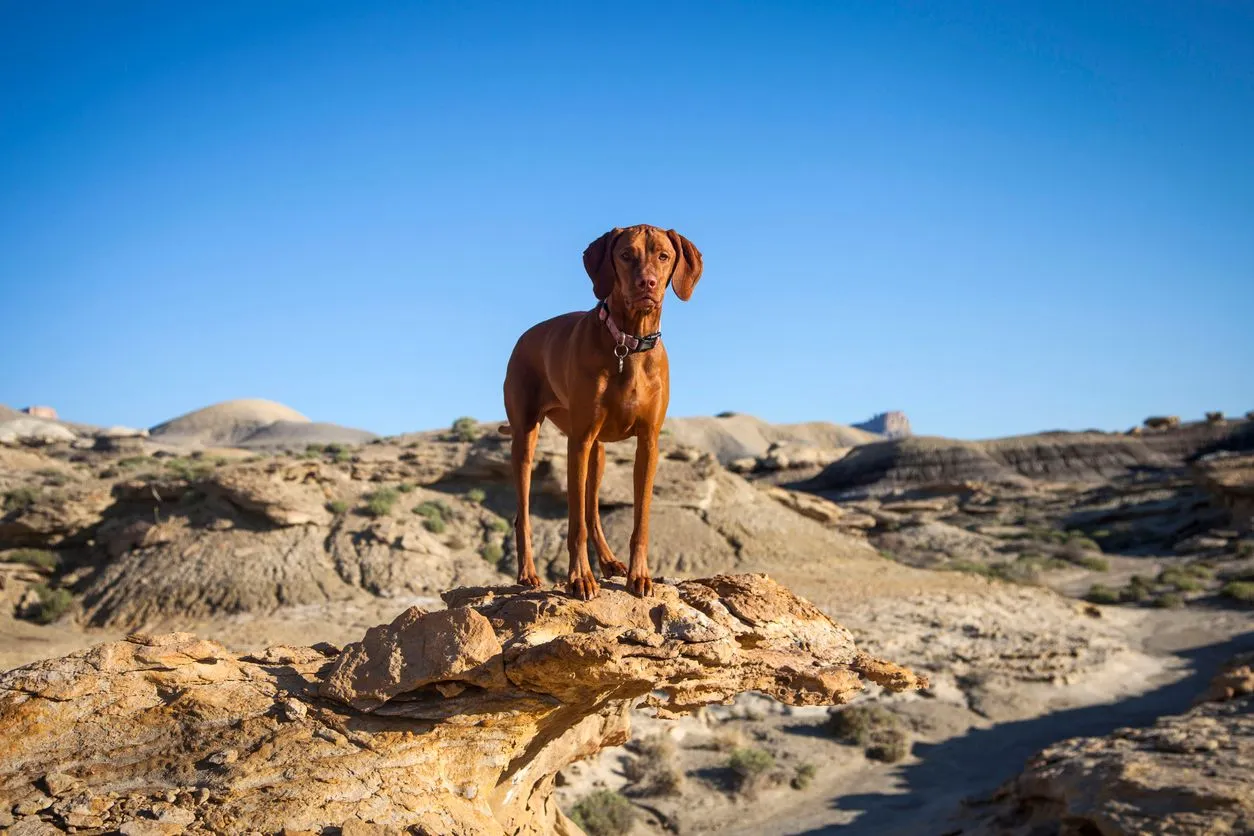 Urinary Incontinence in Dogs: Key Signs and Solutions | Vetlyf Blog