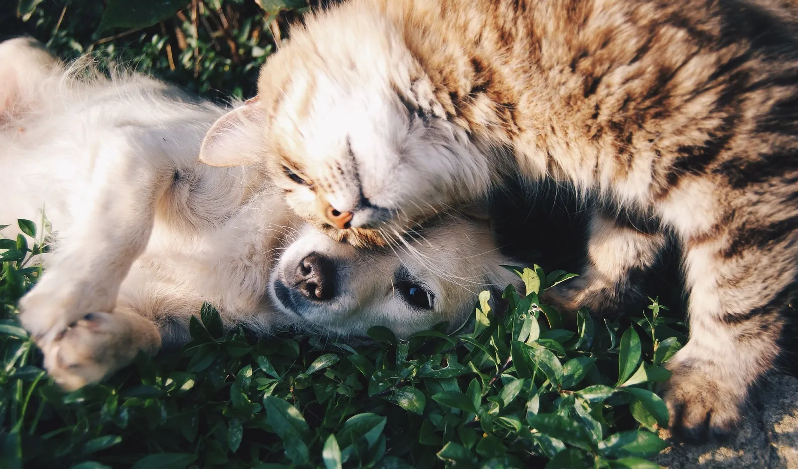 Top Five Most Intelligent Dogs | Vetlyf Blog